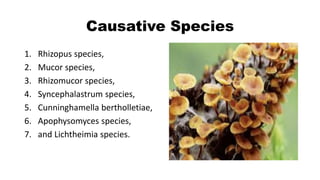 Black fungus #mucormycosis #cutaneous (skin) mucormycosis # ...