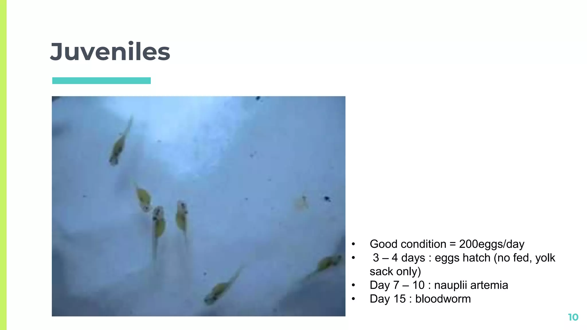 BLACK GHOST - Nurul Fatimah.pptx