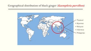 Food as Medicine: Black ginger, Kaempferia parviflora | PDF