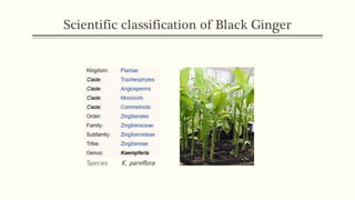 Food as Medicine: Black ginger, Kaempferia parviflora | PDF