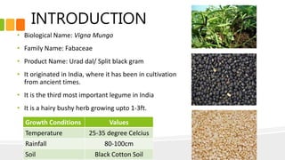 Blackgram