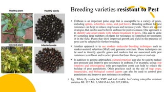 Blackgram breeding objective.pptx