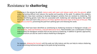 Blackgram breeding objective.pptx