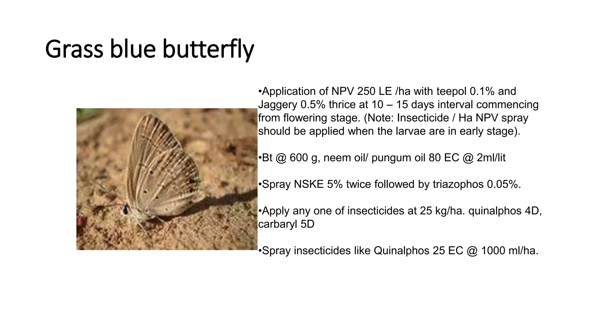 blackgram pl.protec..pptx