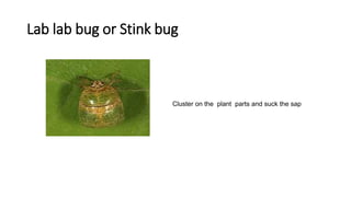 blackgram pl.protec..pptx