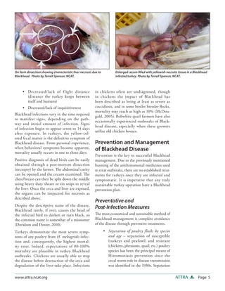 Parasite Management for Natural and Organic Poultry: Blackhead in ...