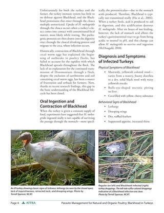 Parasite Management for Natural and Organic Poultry: Blackhead in ...