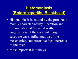 Blackhead histomoniasis in turkey and.ppt