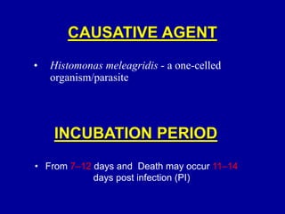 Blackhead histomoniasis in turkey and.ppt