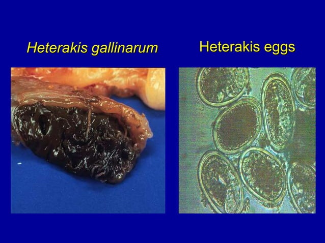 Blackhead histomoniasis in turkey and.ppt