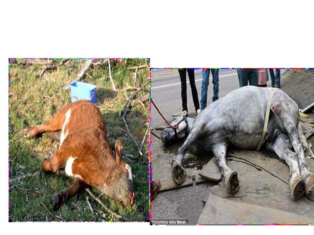 Black leg.pptx: is the disease of young cattle which causes a sudden ...