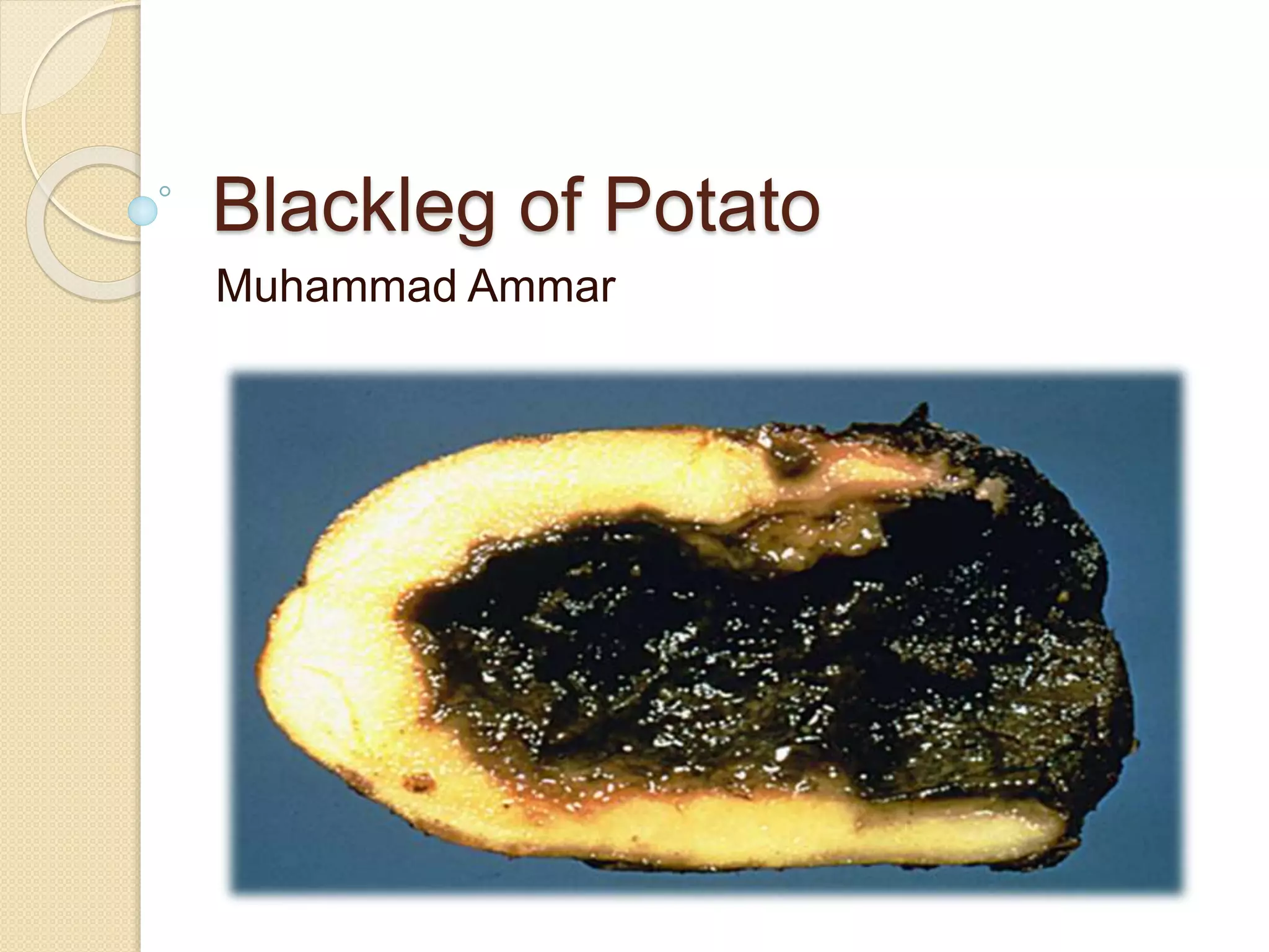 Blackleg of potato disease | PPTX