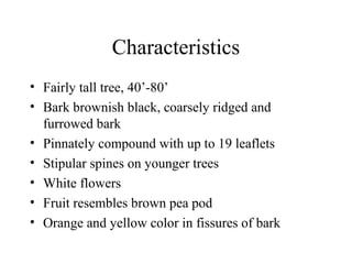 Black locust | PPT