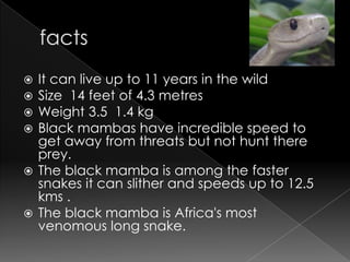 Black mamba | PPTX