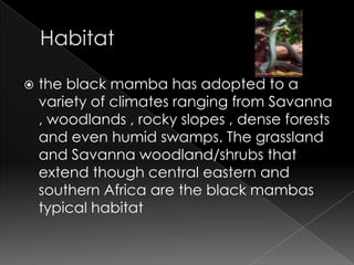 Black mamba | PPTX