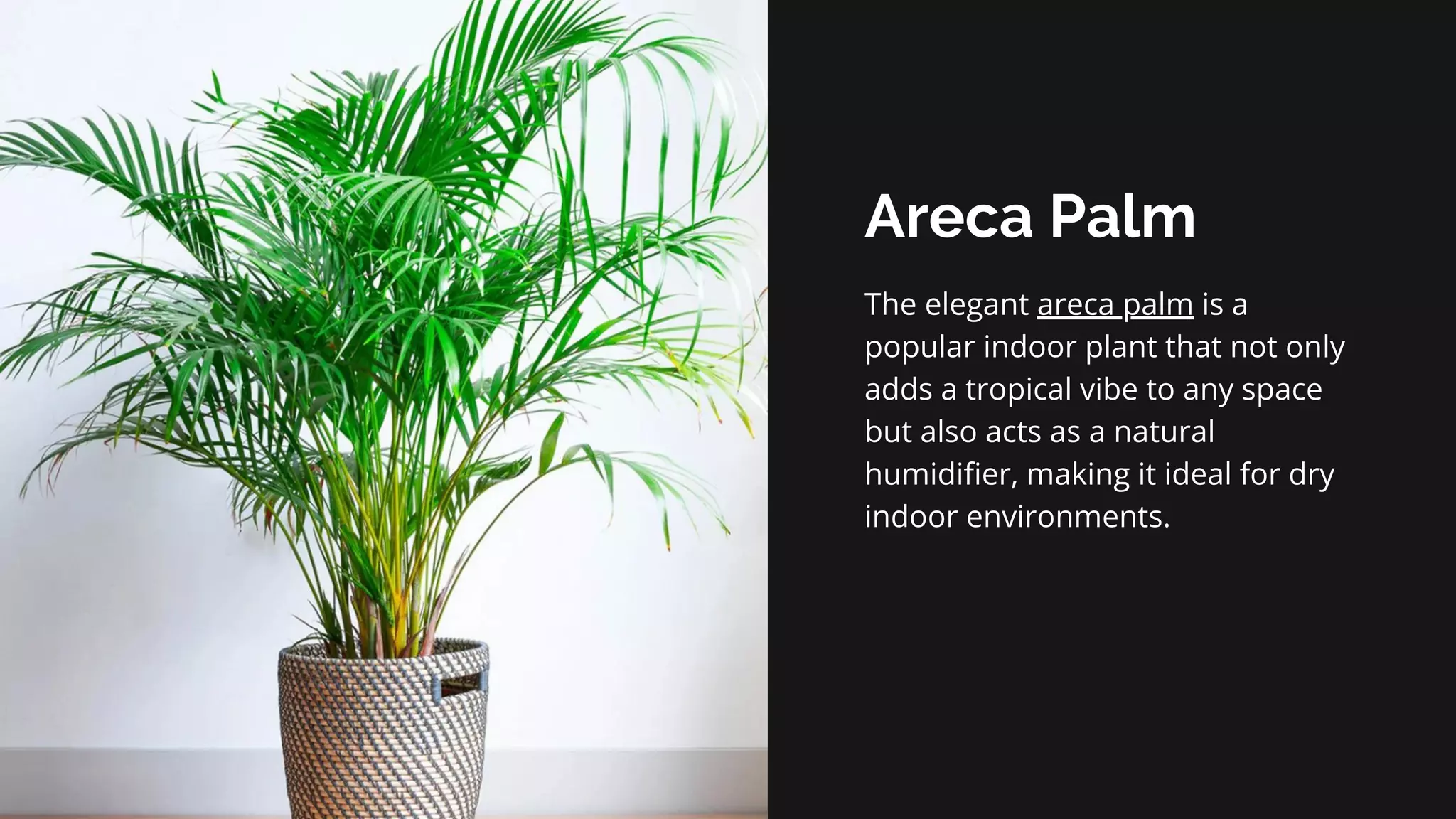 Best Indoor Plants | PDF