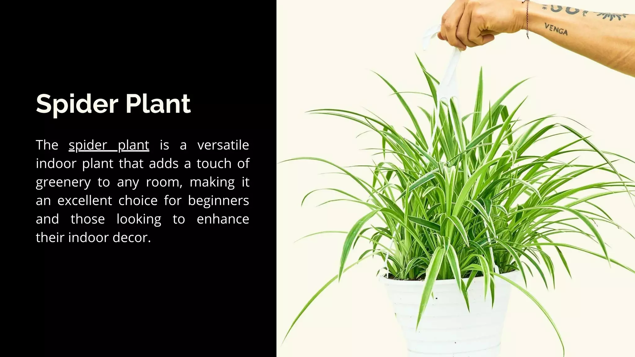 Best Indoor Plants | PDF