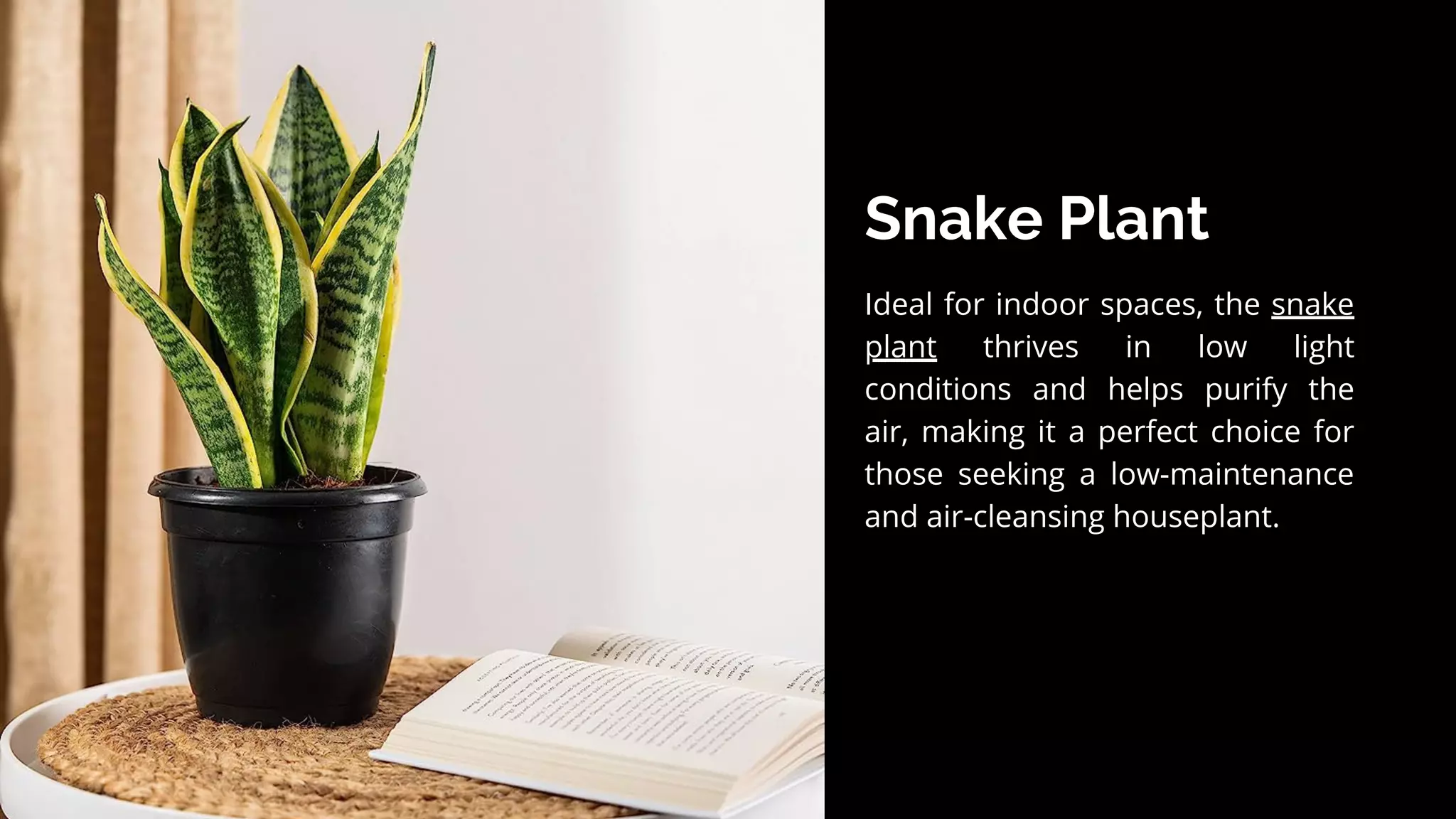 Best Indoor Plants | PDF