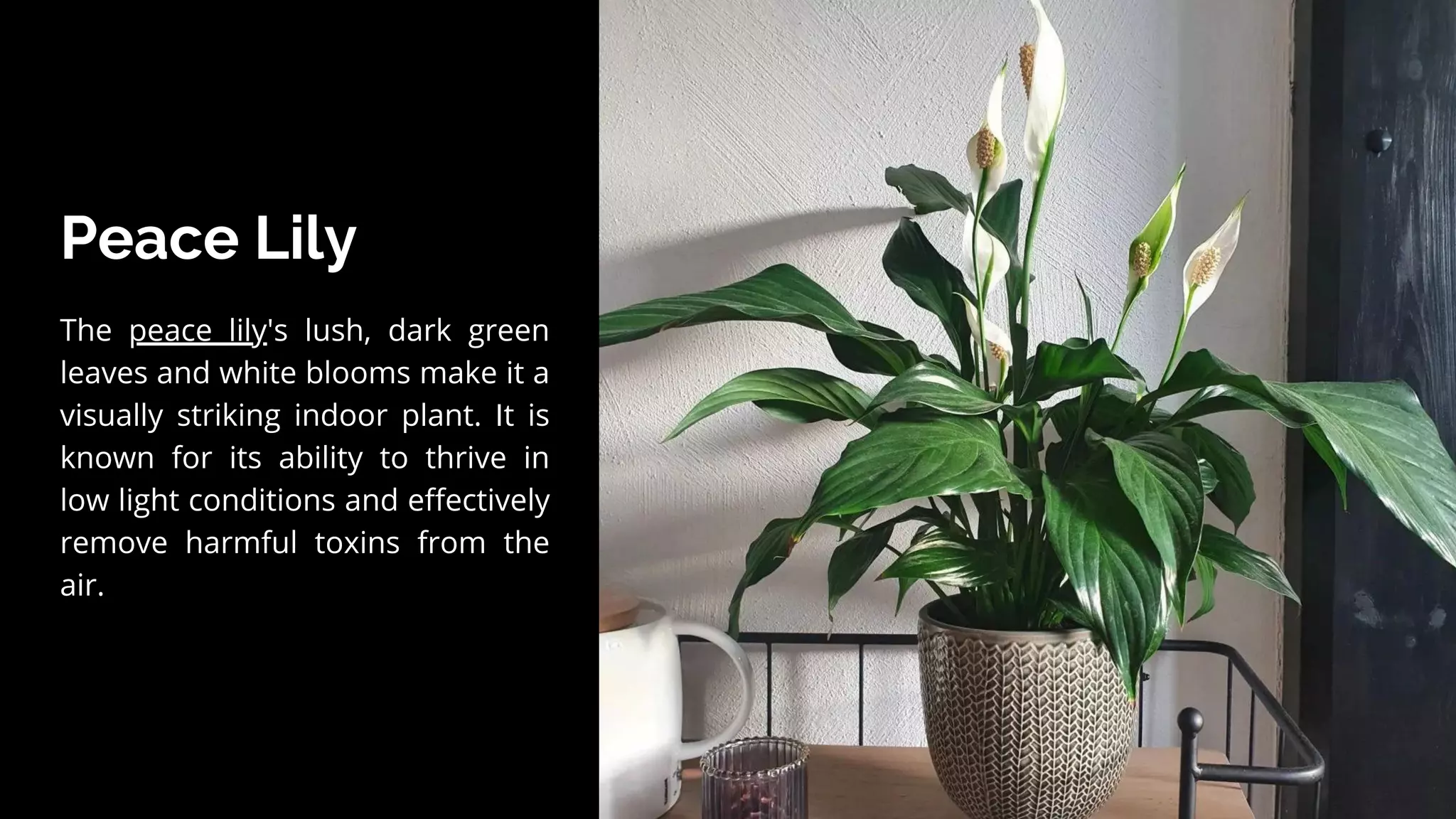 Best Indoor Plants | PDF
