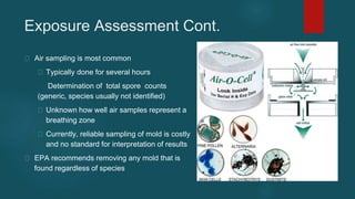 Black Mold: How Bad Is It? | PPTX