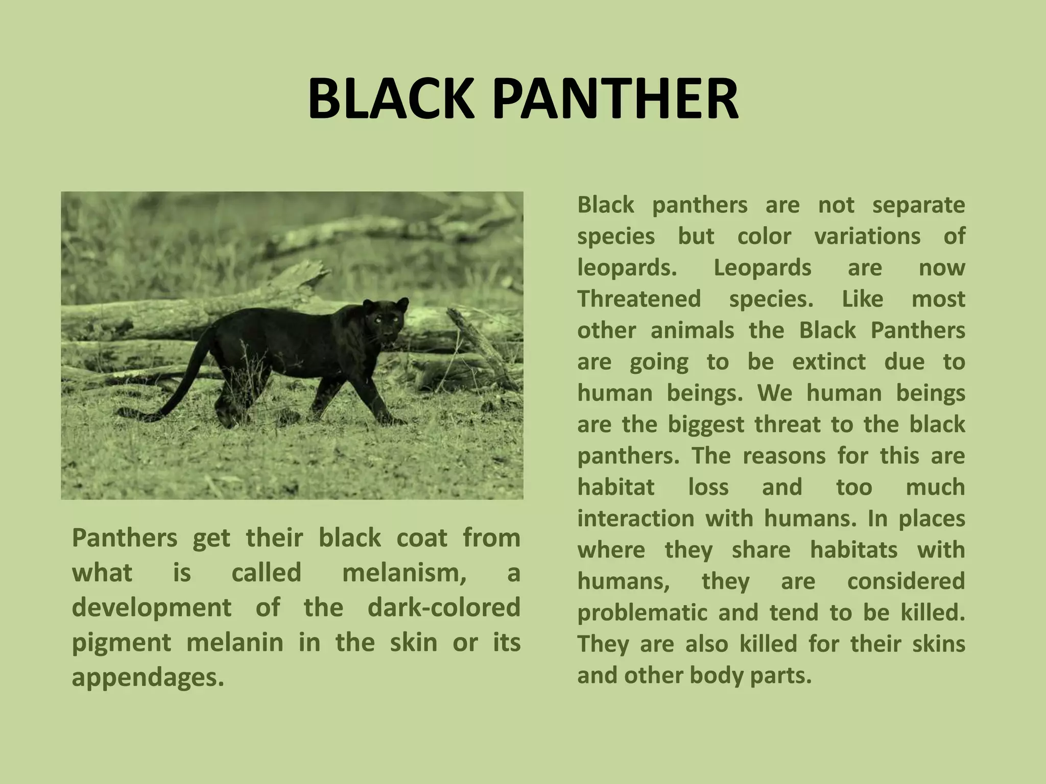 Black panther | PPTX