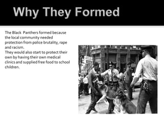 Black panthers | PPTX