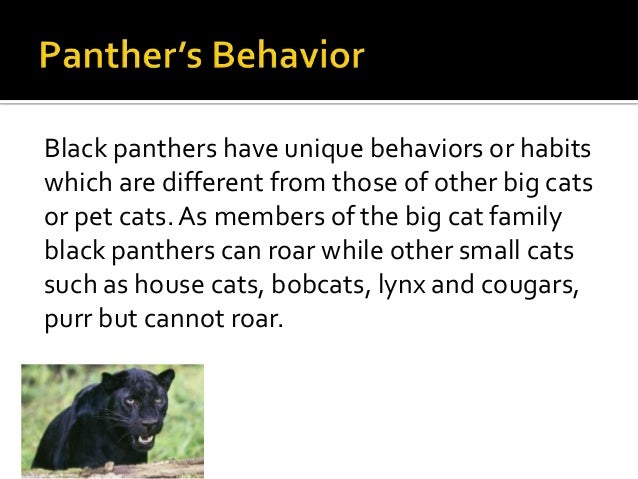 Black panthers #3