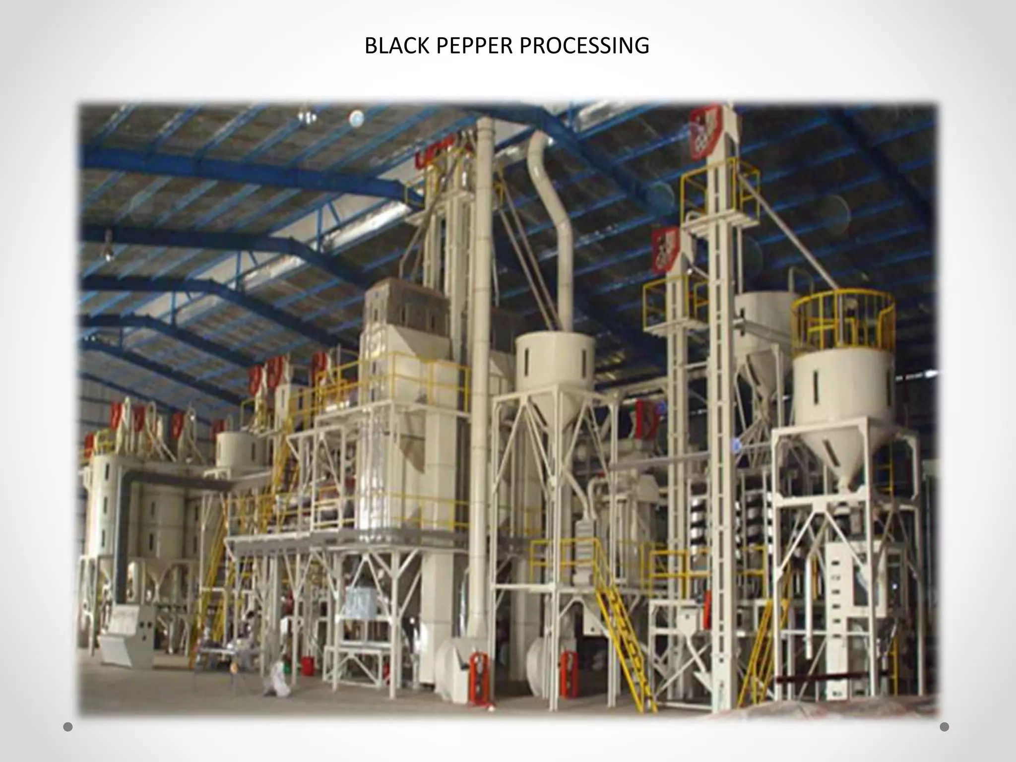 PRODUTION TECHNOLOGY OF BLACK PEPPER | PPTX