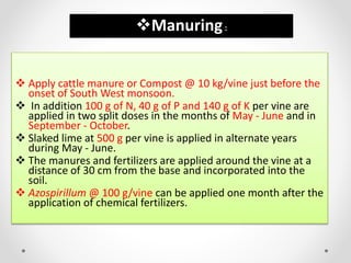 PRODUTION TECHNOLOGY OF BLACK PEPPER | PPTX