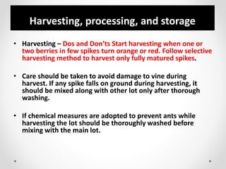 PRODUTION TECHNOLOGY OF BLACK PEPPER | PPTX