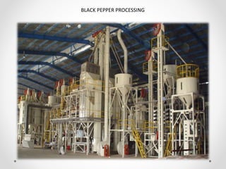 PRODUTION TECHNOLOGY OF BLACK PEPPER | PPTX