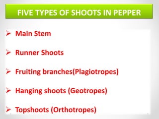 PRODUTION TECHNOLOGY OF BLACK PEPPER | PPTX