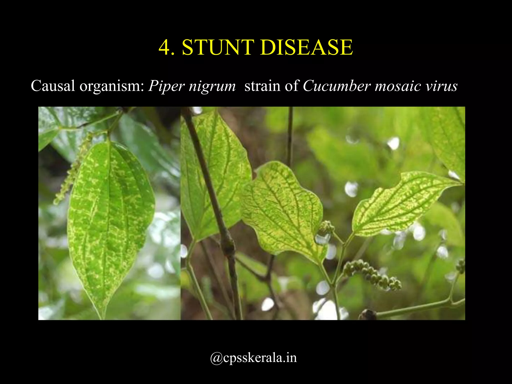 Diseases of Black pepper | PPTX