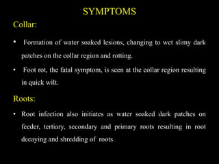 Diseases of Black pepper | PPTX