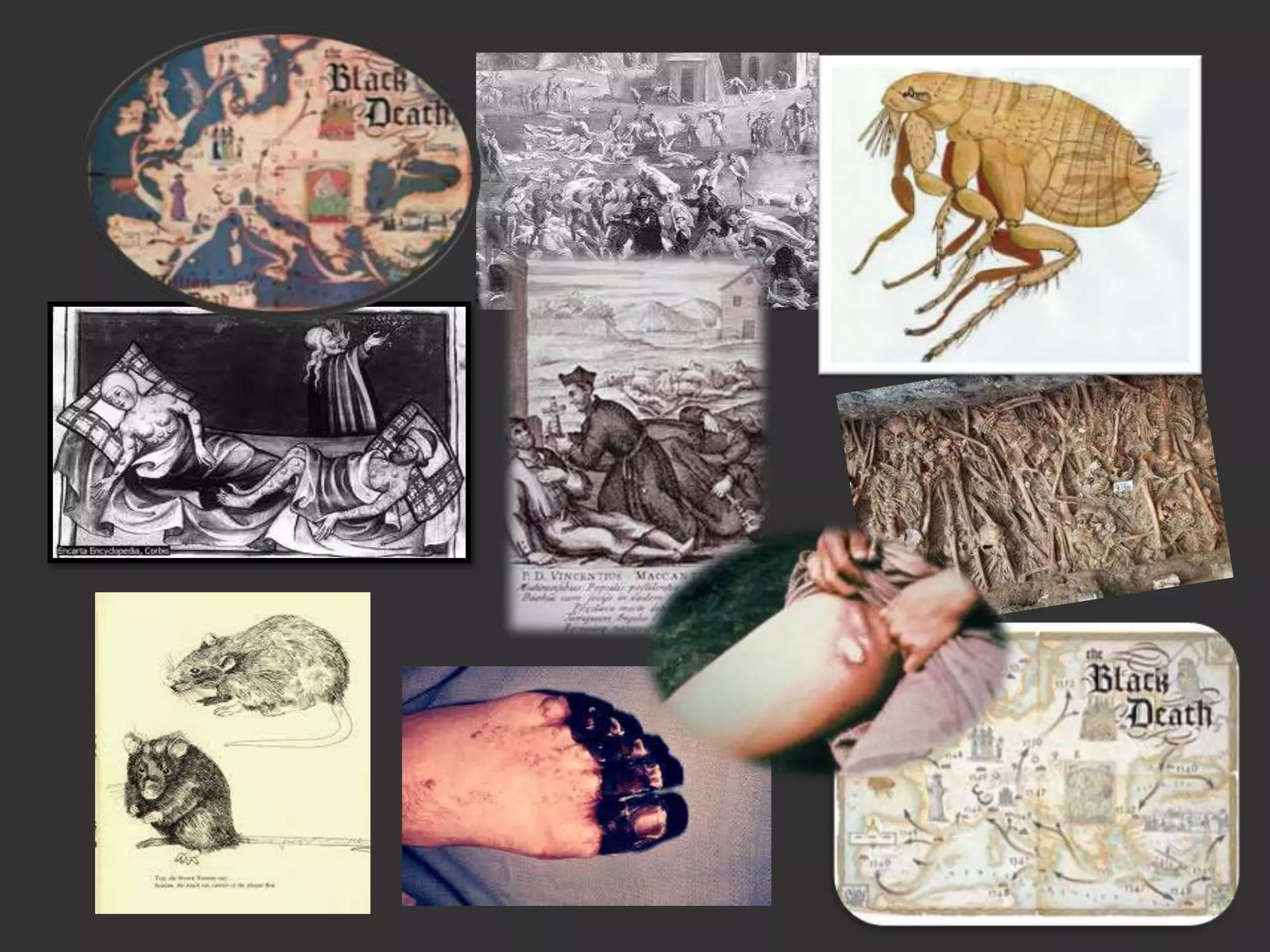 Black plague Overview | PPTX