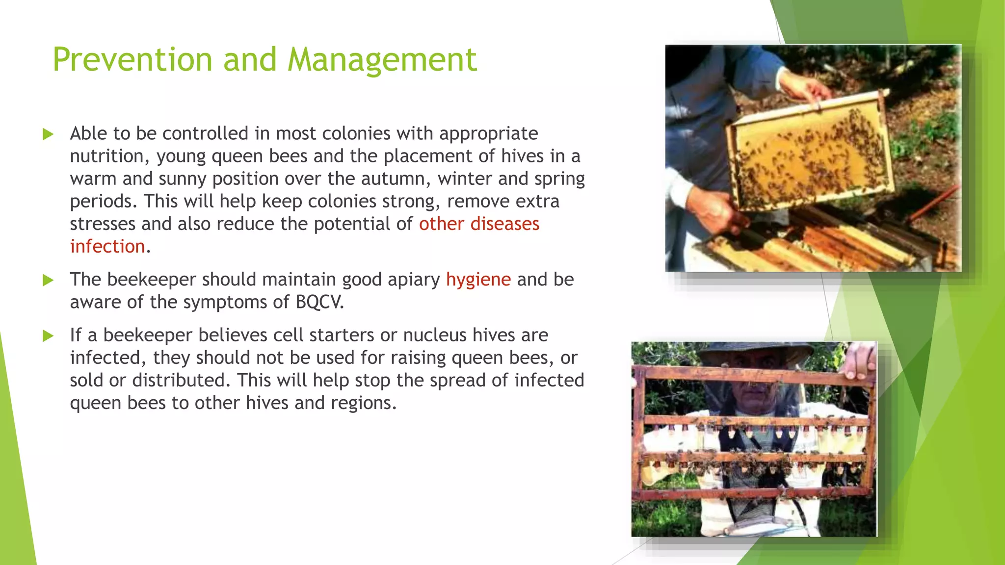 Black queen cell michael | PPTX