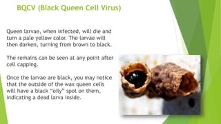 Black queen cell michael | PPTX