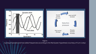 Black Queen Hypothesis.pptx