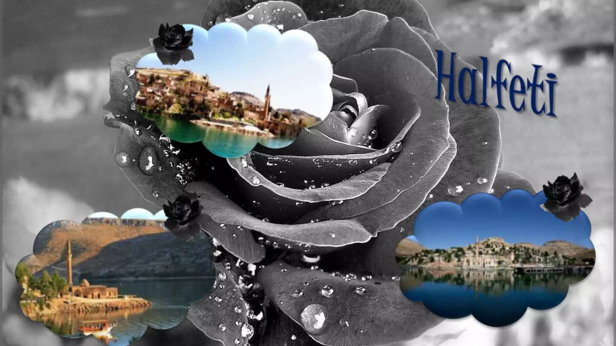 Black Rose Of Halfeti,Turkey | PPT
