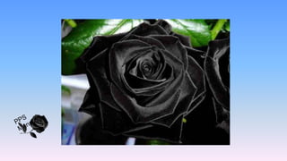 Black Rose Of Halfeti,Turkey | PPT