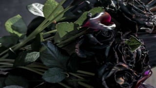 Black Rose Of Halfeti,Turkey | PPT