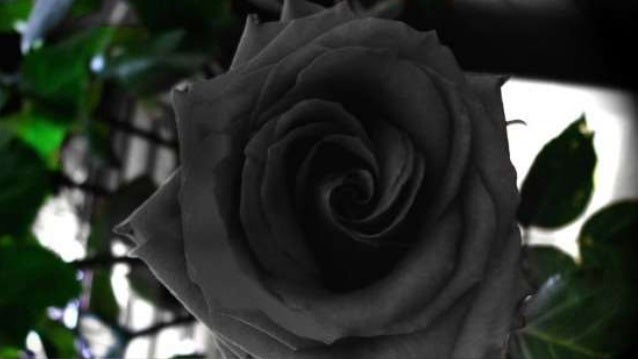 Black Rose Of Halfeti,Turkey