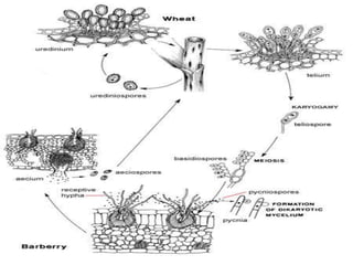 Black rust of wheat | PPT