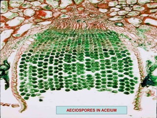 Black rust of wheat | PPT