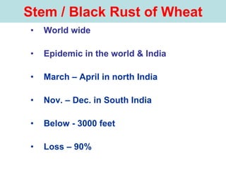 Black rust of wheat | PPT