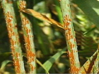 Black rust of wheat | PPT
