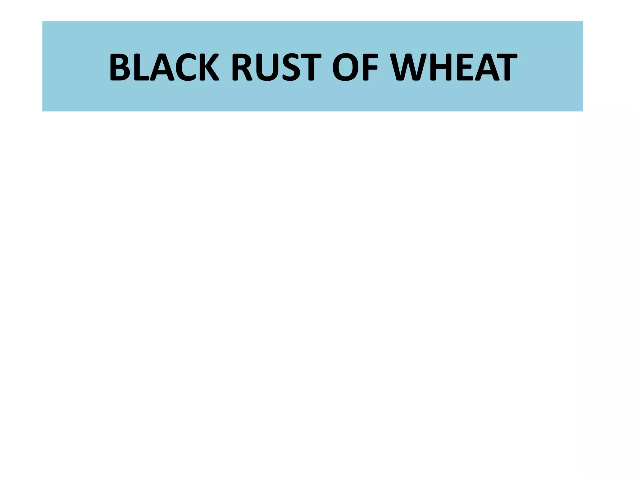 Black rust of whete | PPTX