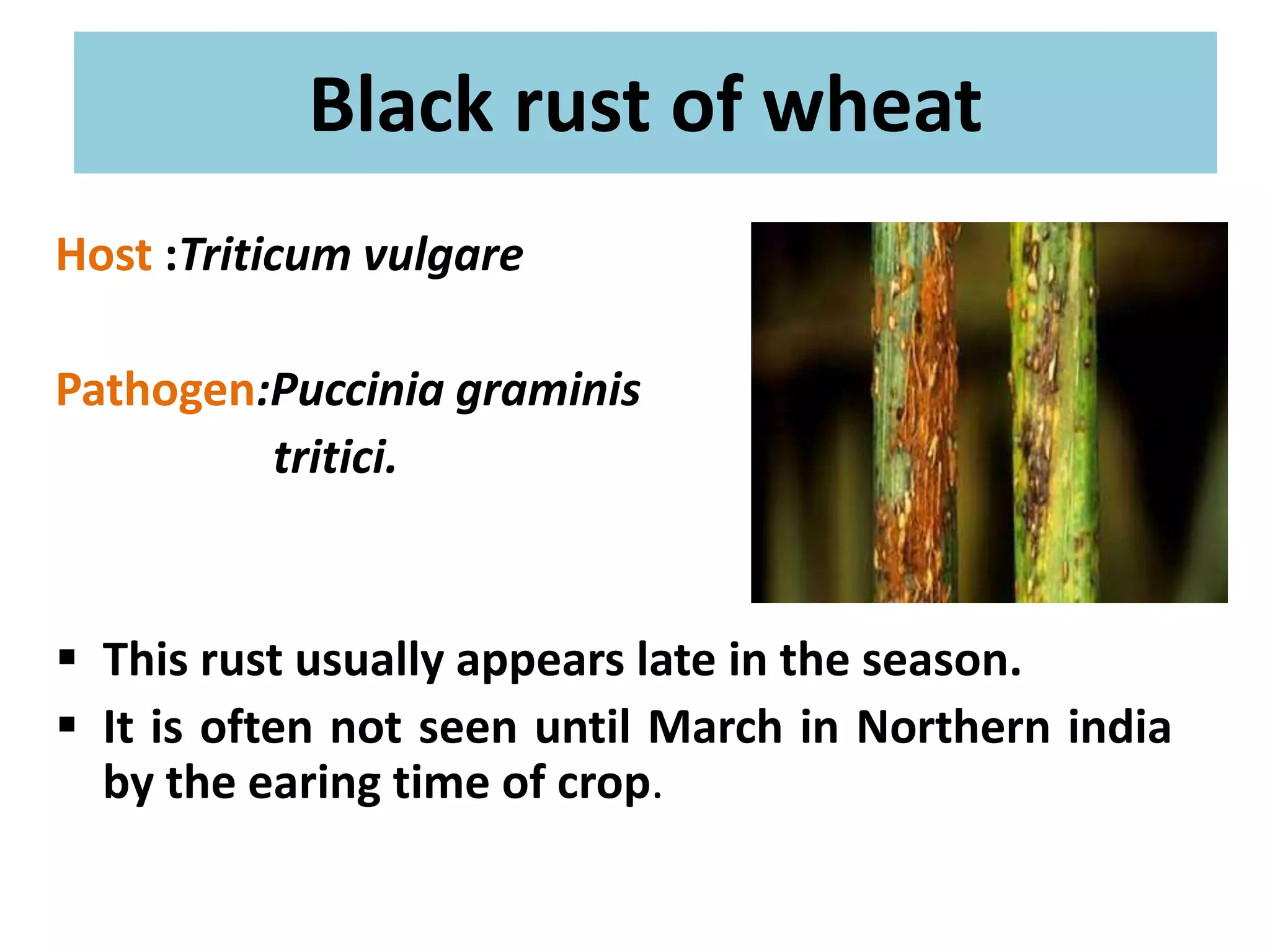 Black rust of whete | PPTX