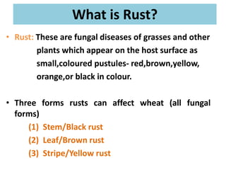 Black rust of whete | PPTX