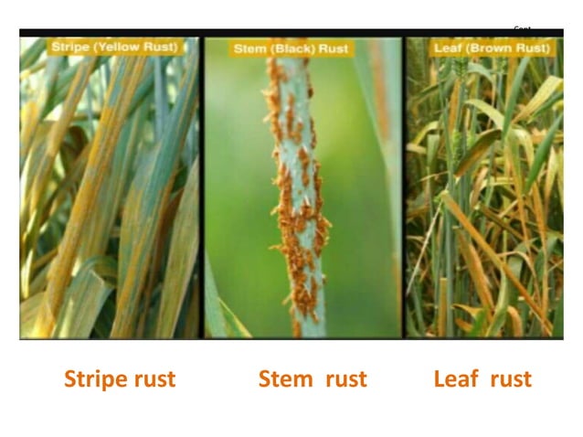 Black rust of whete | PPTX